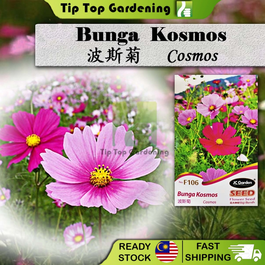 F106 COSMOS JC GARDEN FLOWER SEED BIJI BENIH BUNGA KOSMOS | Shopee Malaysia