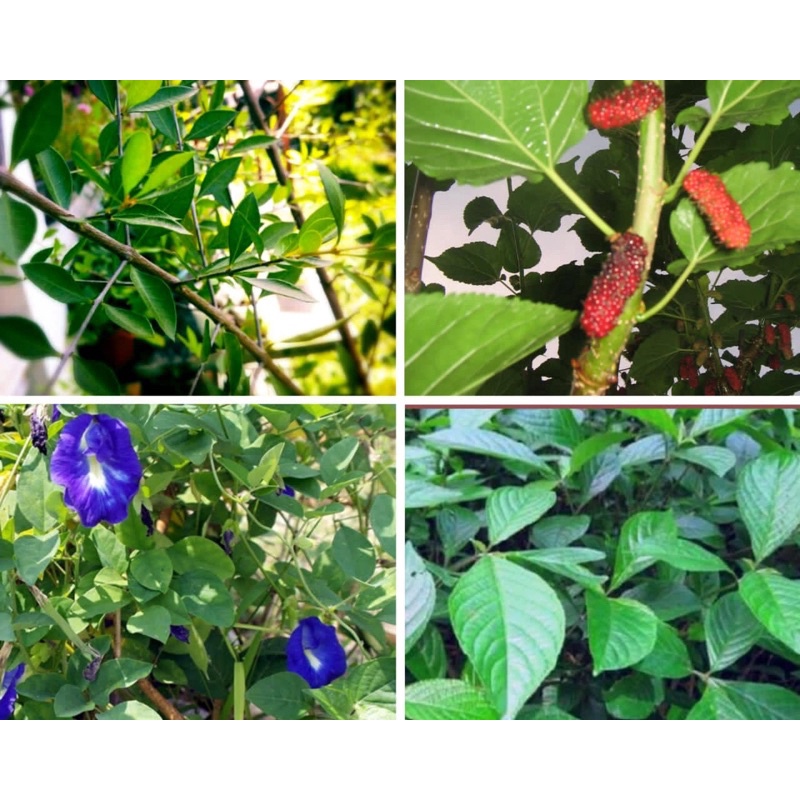 1 KERATAN POKOK MUDAH HIDUP/POKOK MULBERY, POKOK PECAH BELING, BIJI ...