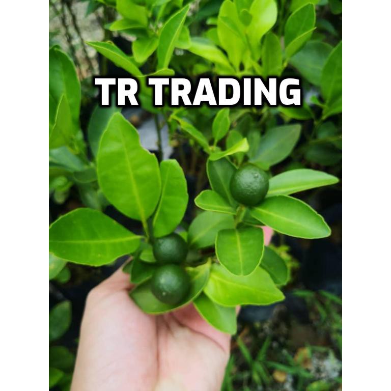 REAL LIVE SMALL CALAMANSI LIME PLANT, ANAK POKOK LIMAU KASTURI, LOCAL ...