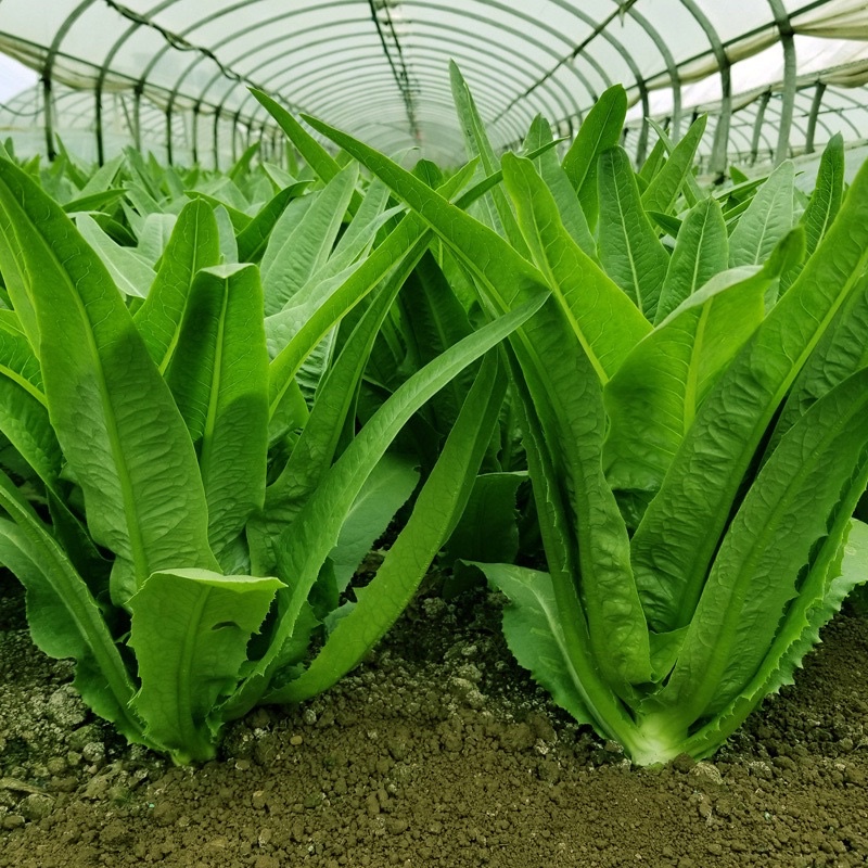 3gram Benih Ramaine Lettuce / Ramaine Lettuce Seeds / 油麦菜种子 | Shopee ...