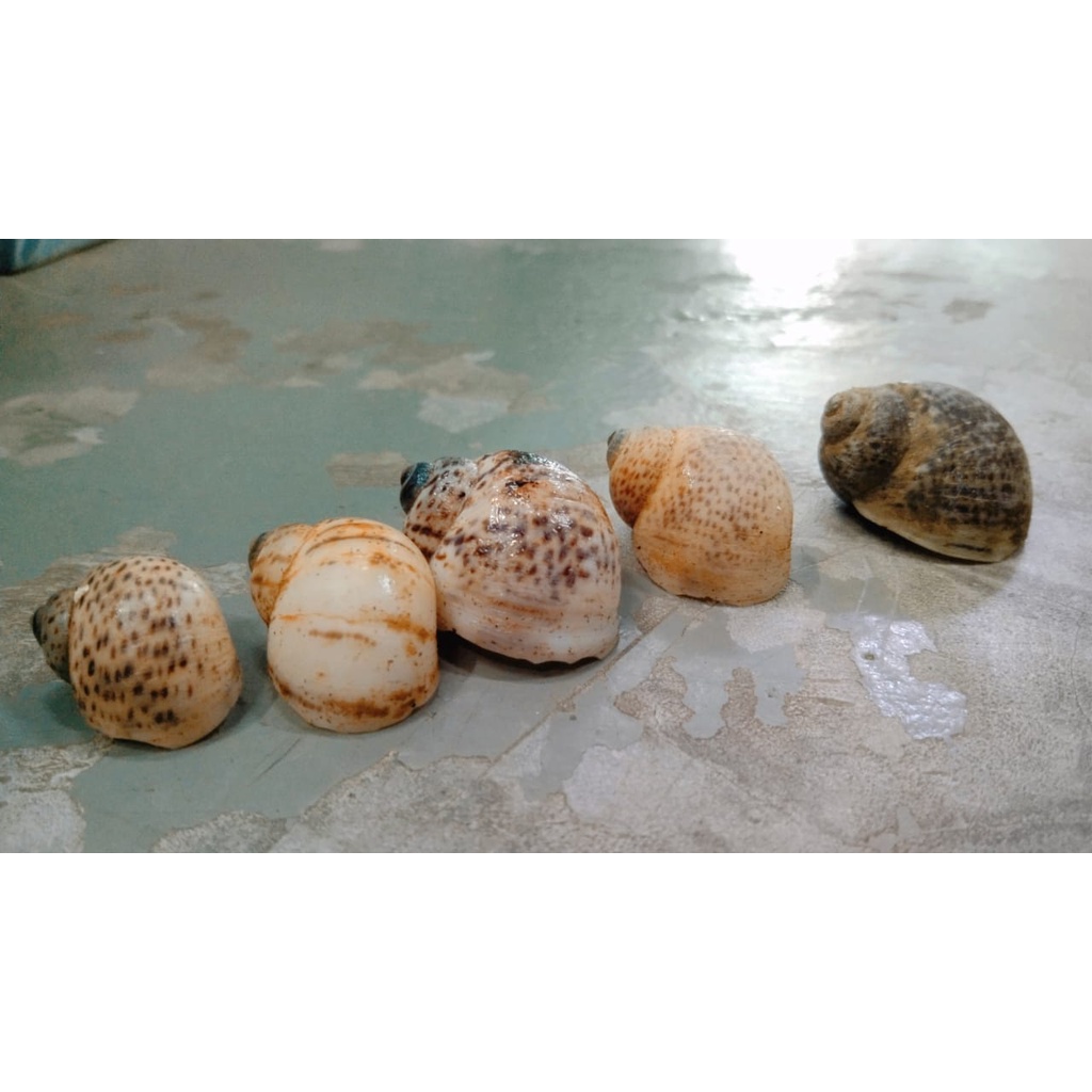 [Ready Stock] 10PCS 1-3CM Natural Rare Real Sea Shell Hermit Crab Beach ...