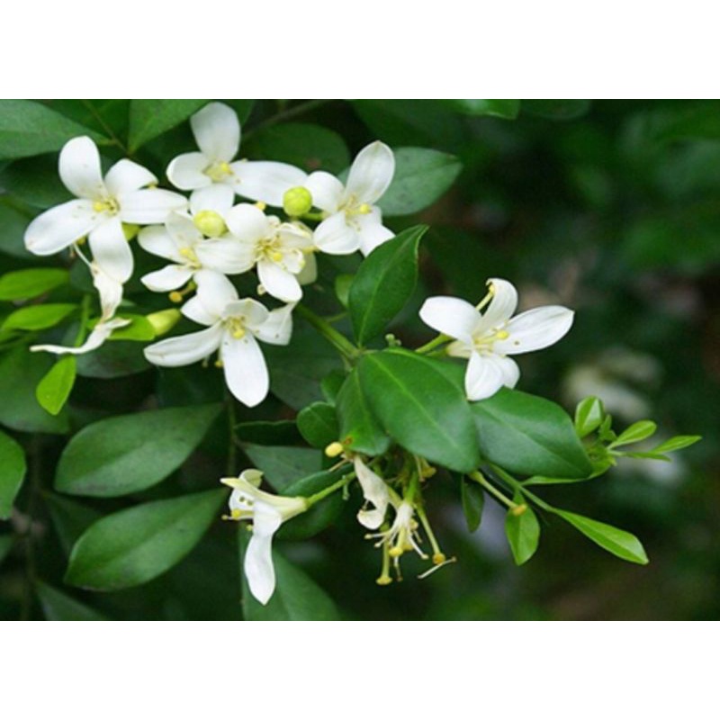 🌼 anak pokok bunga kemuning ( wangi ) Orange jessamine / Murraya ...