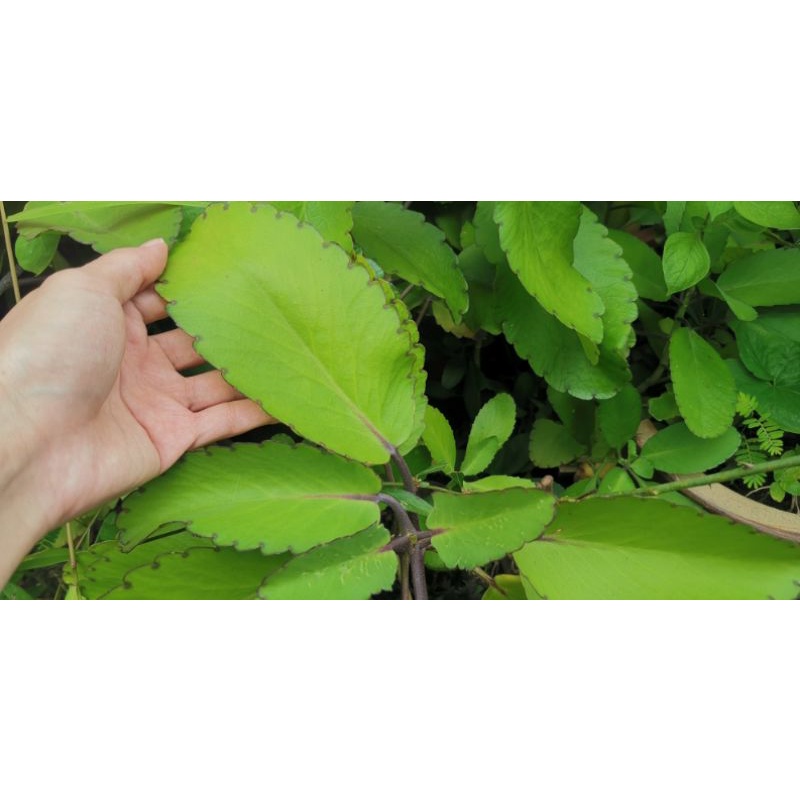 Pokok Setawar｜ Kalanchoe Pinnata｜落地生根 | Shopee Malaysia