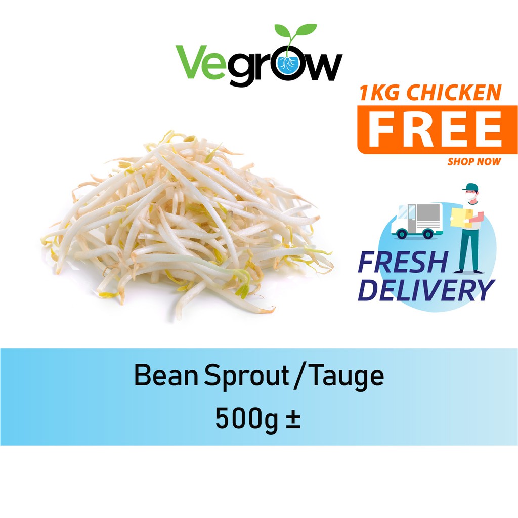 🔥FRESH 🔥Bean Sprout / Tauge 500g +- | Shopee Malaysia