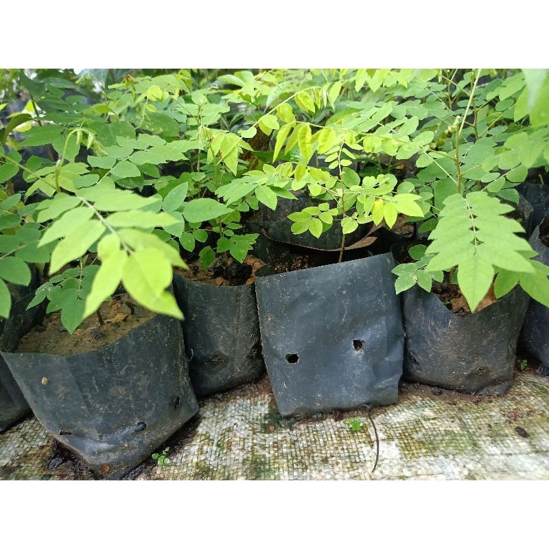 Anak Pokok Belimbing Buluh baka Buah Lebat pokok rendang | Shopee Malaysia