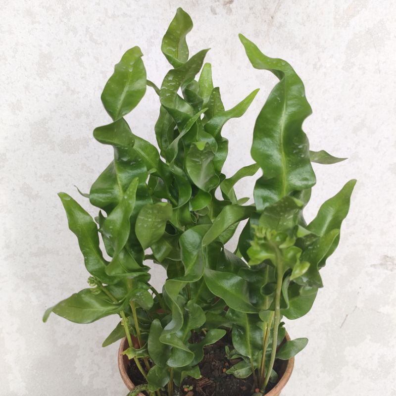 SG polypodium green wave Pokok Indoor Plant | Shopee Malaysia
