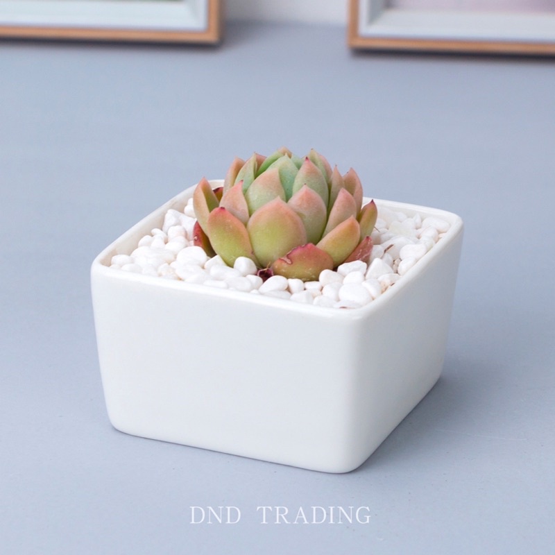 •DND•Succulent Pot/ White Ceramic Cactus Flower Plants Square Pot/ Pasu ...