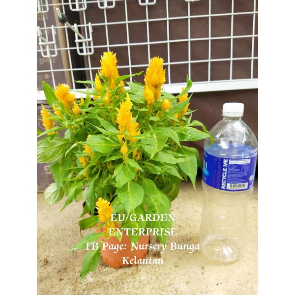 Pokok Bunga Balung Ayam ( Celosia ) | Shopee Malaysia