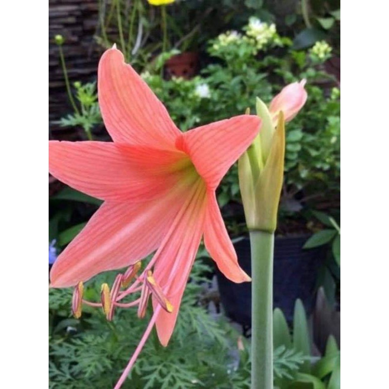 [Bulb Amaryllis Oren. 3 biji bebawang RM10!! Segar baru gali dari laman ...