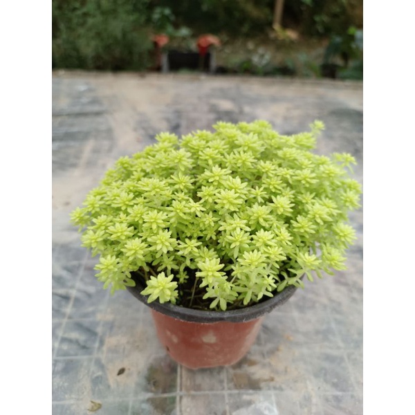 Bunga Sedum (Yellow) | Shopee Malaysia