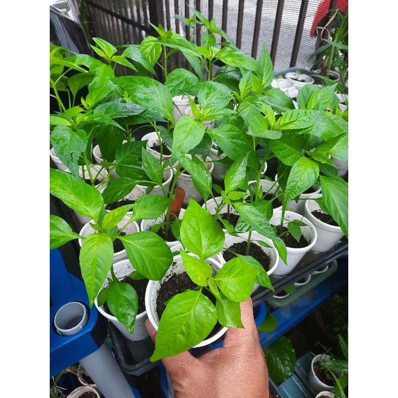 Anak pokok cili api bara cili kulai solok cili akar cili benggala cili ...