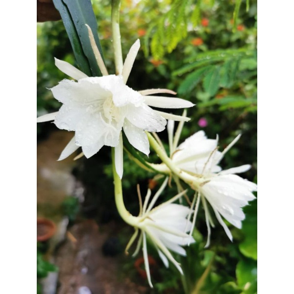 Pokok Mini Bakawali (6 keratan ) | Shopee Malaysia