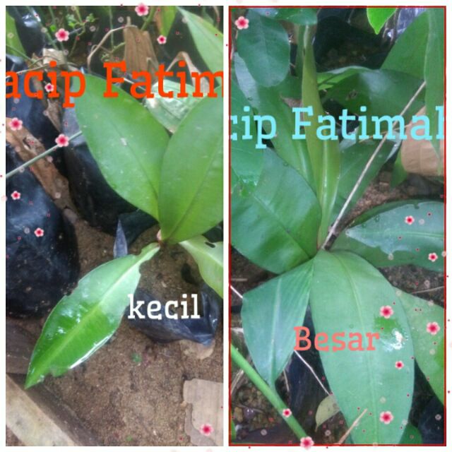 Kacip Fatimah @ Siti Fatimah Nama Saintifik: Labisia pumila Benth ...