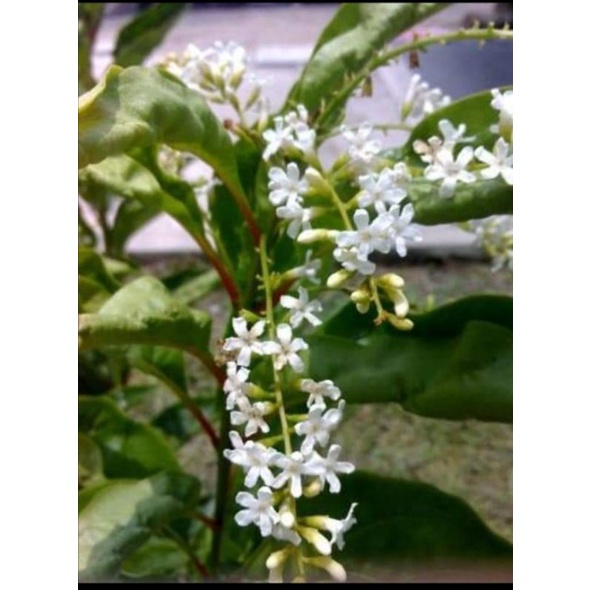 Pokok pokok bunga kesukaan kelulut | Shopee Malaysia