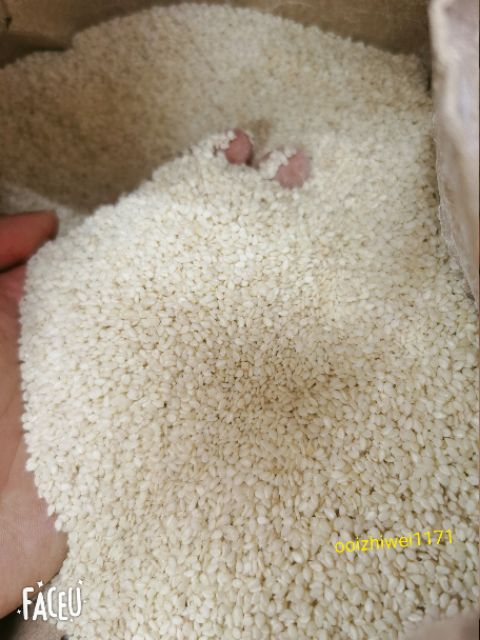 [India] 200 gram White Sesame Seeds 白芝麻 Bijian Putih | Shopee Malaysia