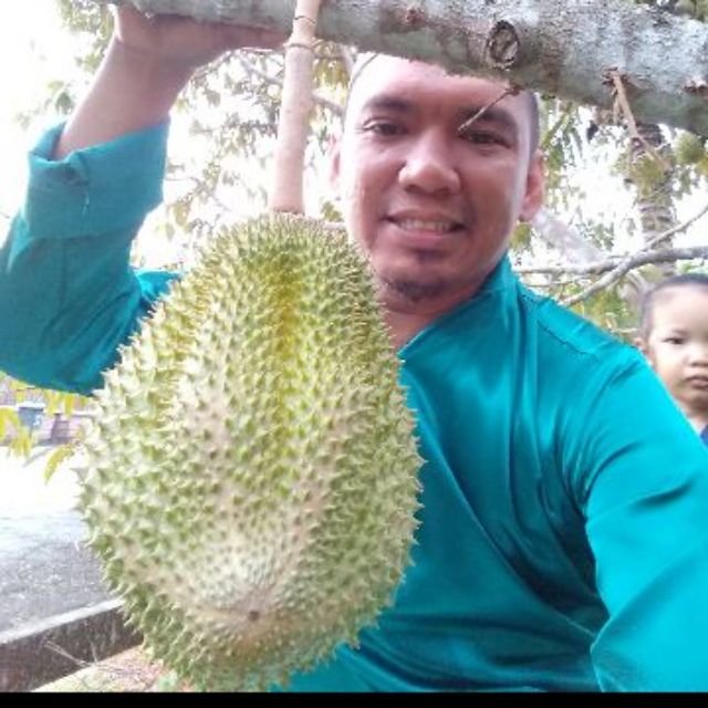 Musang King Original/Raja Kunyit D197,(1-1.5kaki Anak pokok) | Shopee ...
