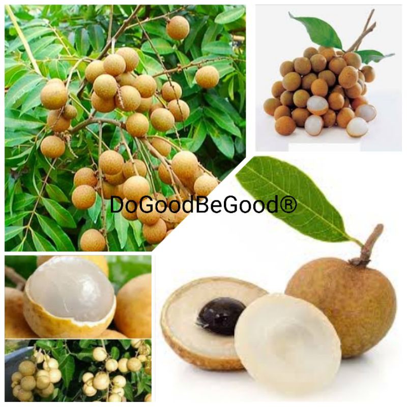 6Pcs Longan Seeds/Biji Benih Buah Longan Isi Tebal | Shopee Malaysia
