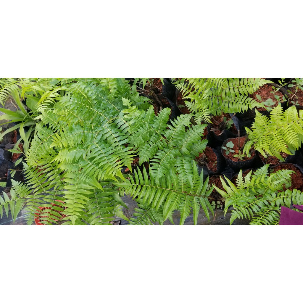 MKT - Fiddlehead fern sapling / Anak Pokok Pucuk paku (sayur) | Shopee ...