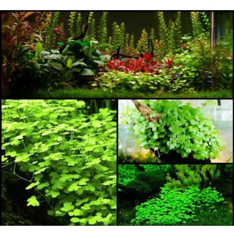 Hydrocotyle tripartita(sp japan)On Cup/Box carpet plant ...
