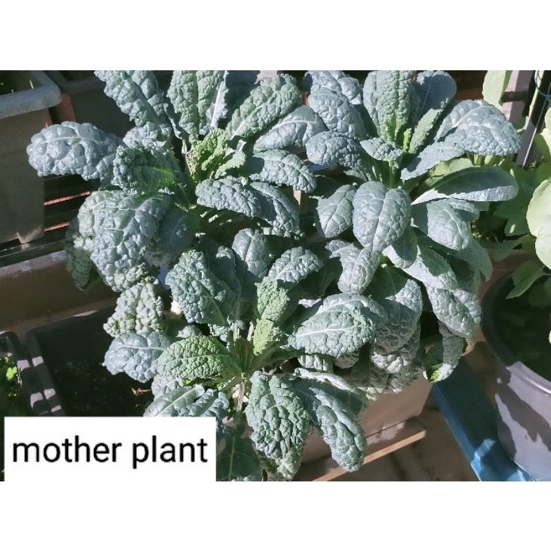 （2X Plant）Tuscan Kale/Dino Kale (Live baby plants)恐龙羽衣小菜苗（2棵） | Shopee ...