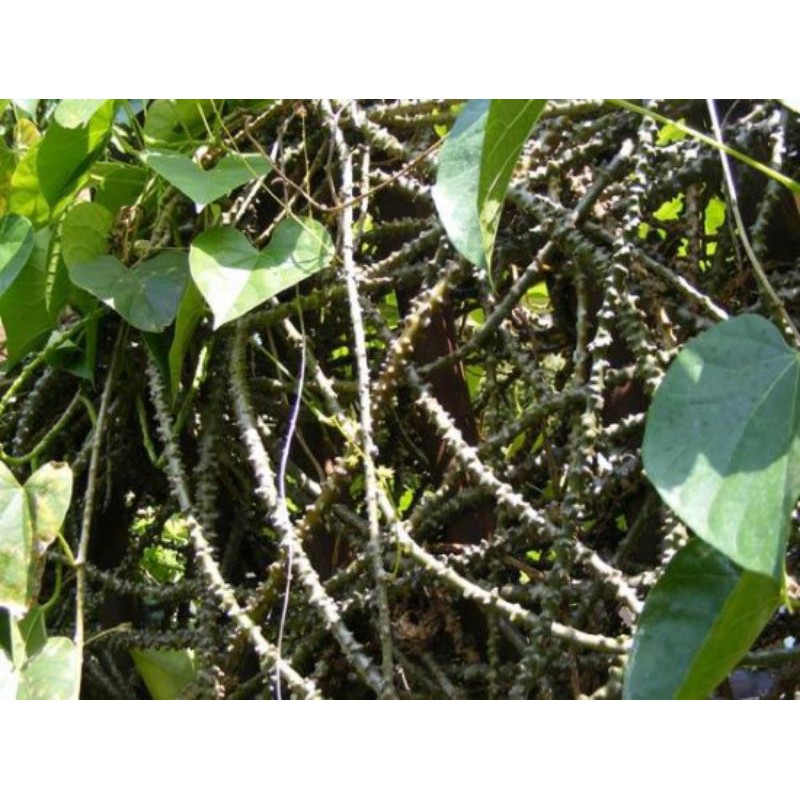 pokok patawali/batangwali/pata wali/keratan patawali | Shopee Malaysia
