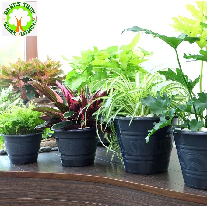 (24.5cm) Baba TN-3469-B Biodegradable Flower Pot (Plants are not ...