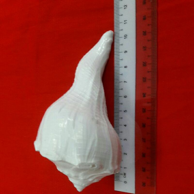 Valampuri Sanggu Sangu Shell | Shopee Malaysia