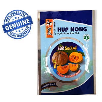 🔥HOT 🎃 BENIH LABU MANIS 500 F1 HYBRID PUMPKIN SEEDS GOOD LUCK 20g HUP ...