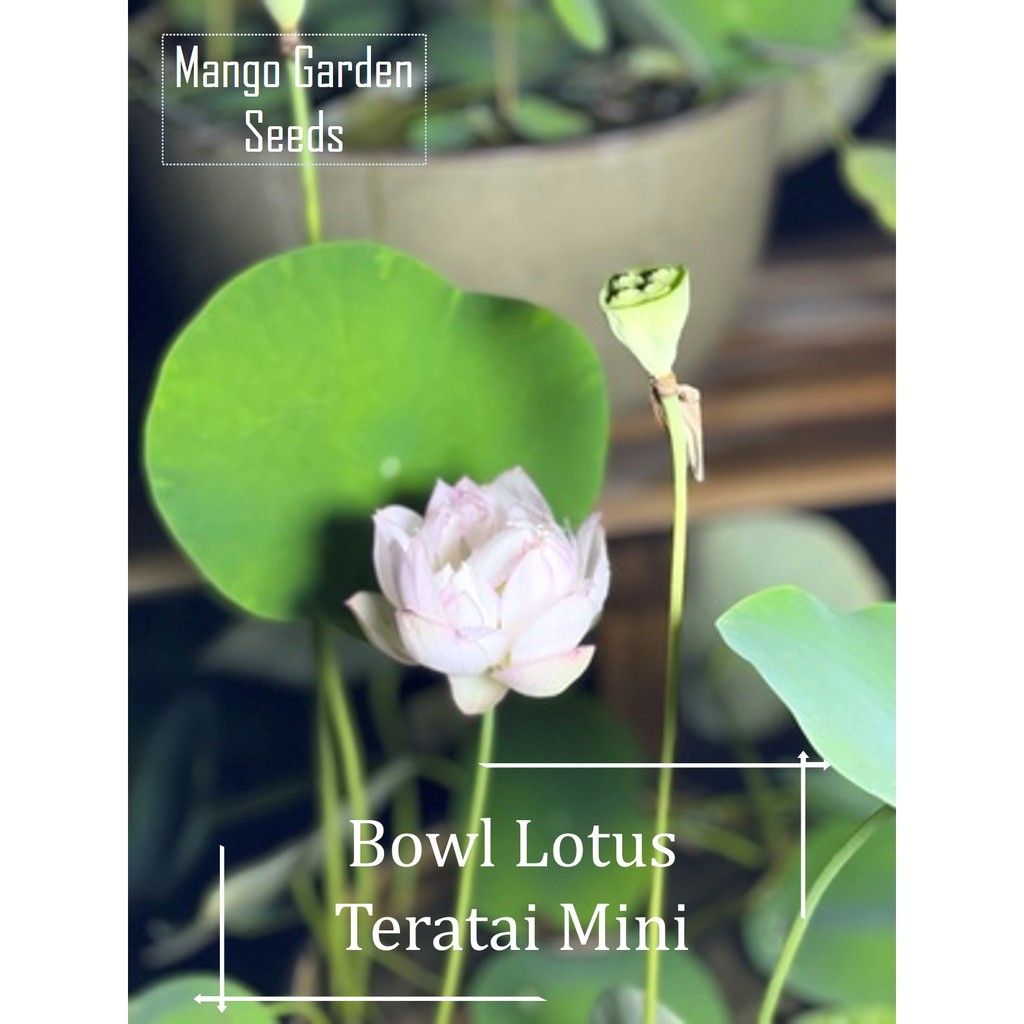Bowl Lotus Seeds - 2 Seed - Biji Benih Teratai Mangkuk Warna Campur ...