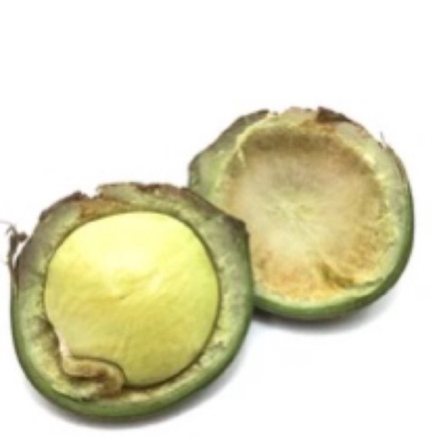 🔥no COD plss JERING MUDA /TUA🔥JERING/JENGKOL TUA/MUDA/TANGGUNG/CAMBAH ...