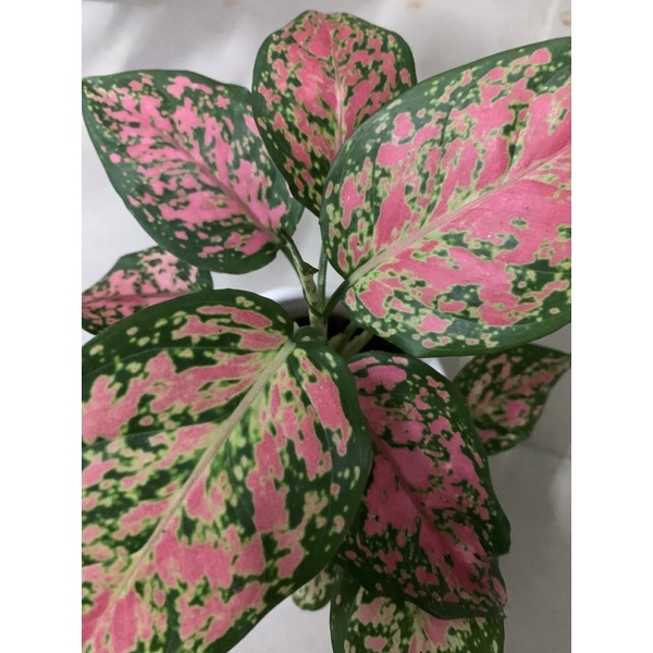 Aglaonema live plant Pokok mix color ( dlm pasu plastik) | Shopee Malaysia