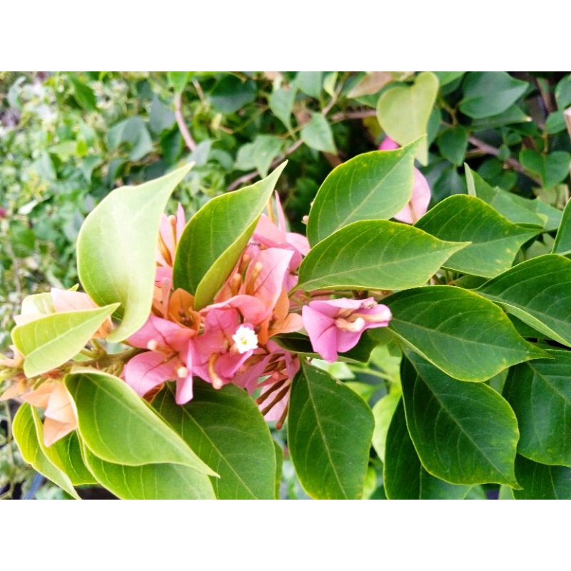 Bunga Kertas Pelbagai Jenis ID (Live Plant) | Shopee Malaysia