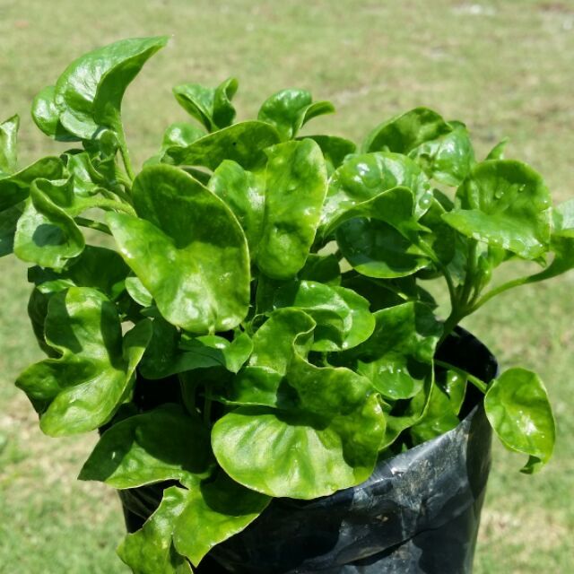 Pokok Sayur bayam brazil segar | Shopee Malaysia