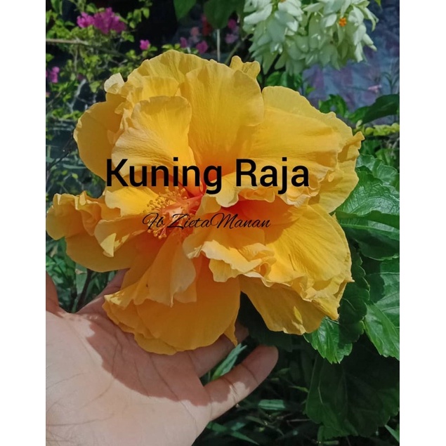 ANAK POKOK BUNGA RAYA | Shopee Malaysia