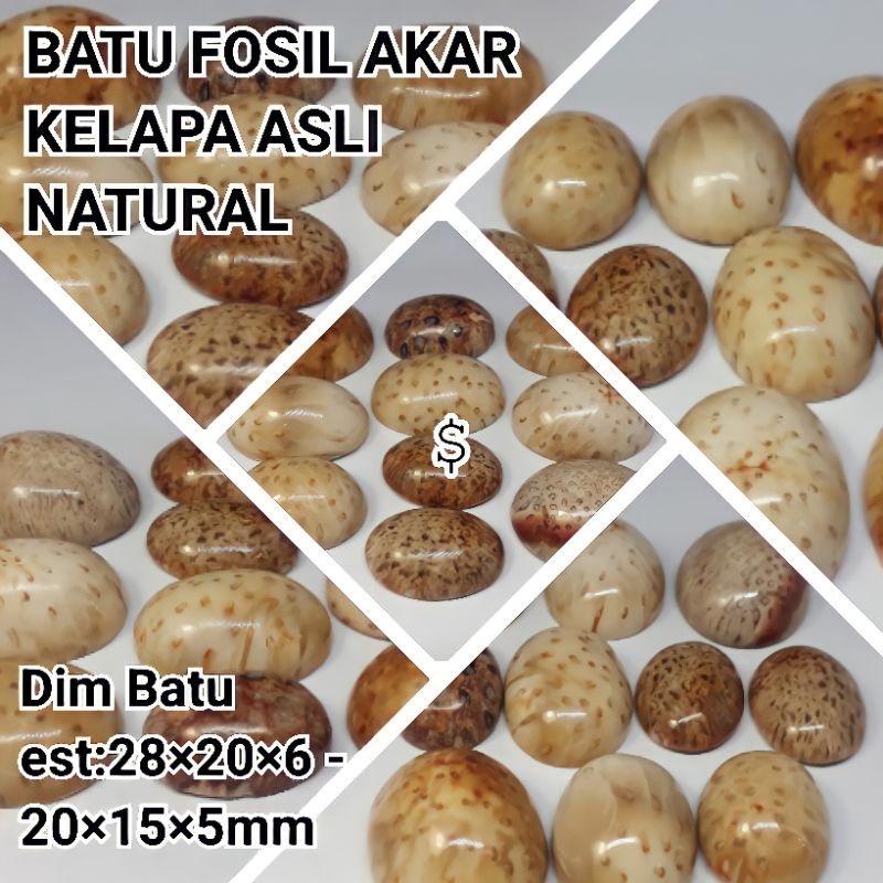 100% NATURAL Coconut Root Fossil Stone | Shopee Malaysia