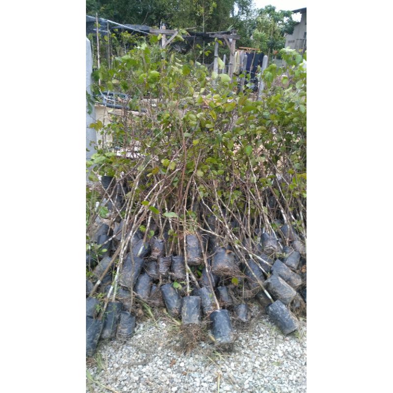 Pokok Merawan Siput Jantan / Cengal pasir | Shopee Malaysia