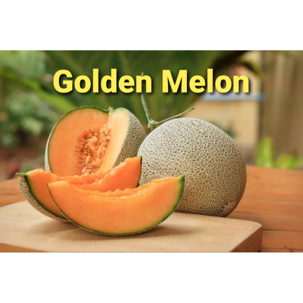 Golden Melon Seeds 🍈 Benih Tembikai Emas ( 20 seeds / pack ) | Shopee ...