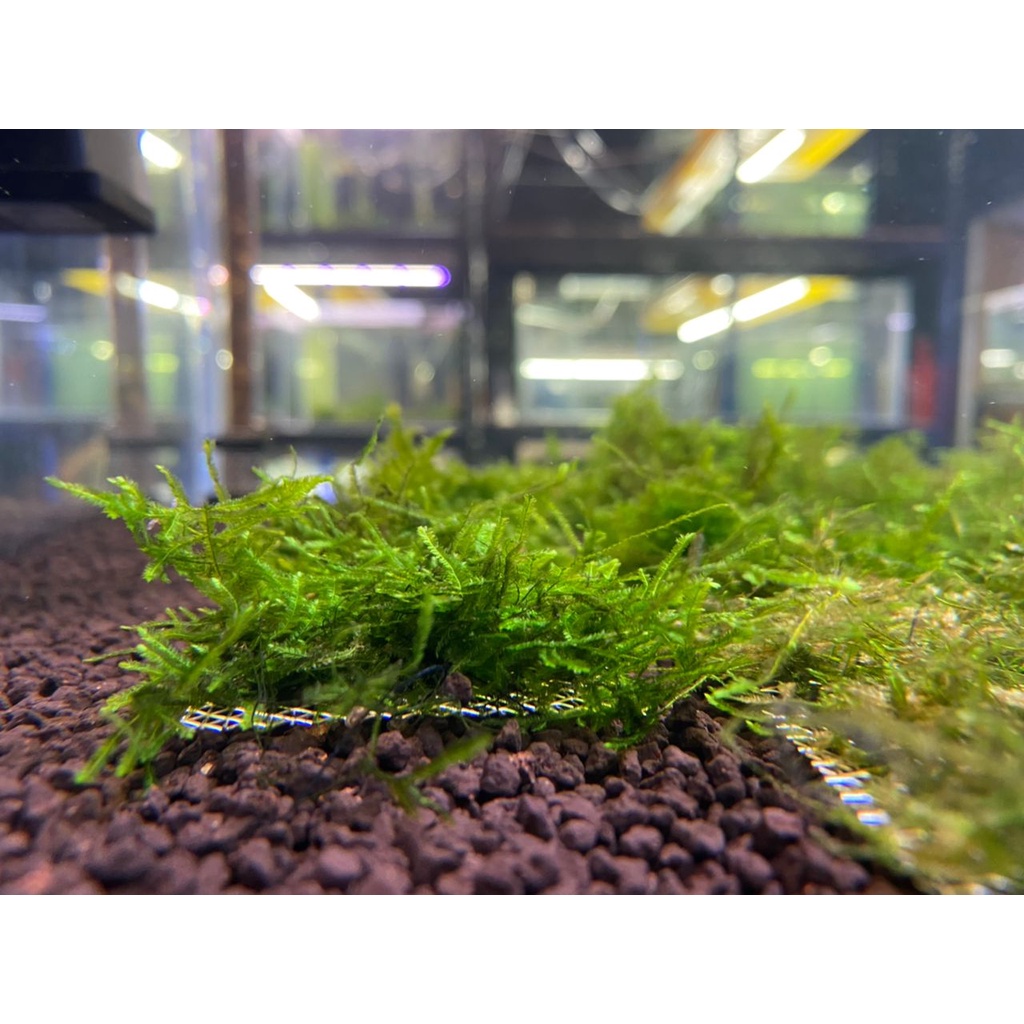 Christmas Moss Aquarium Plants Fish Tank [With Stainless Steel Mesh ...