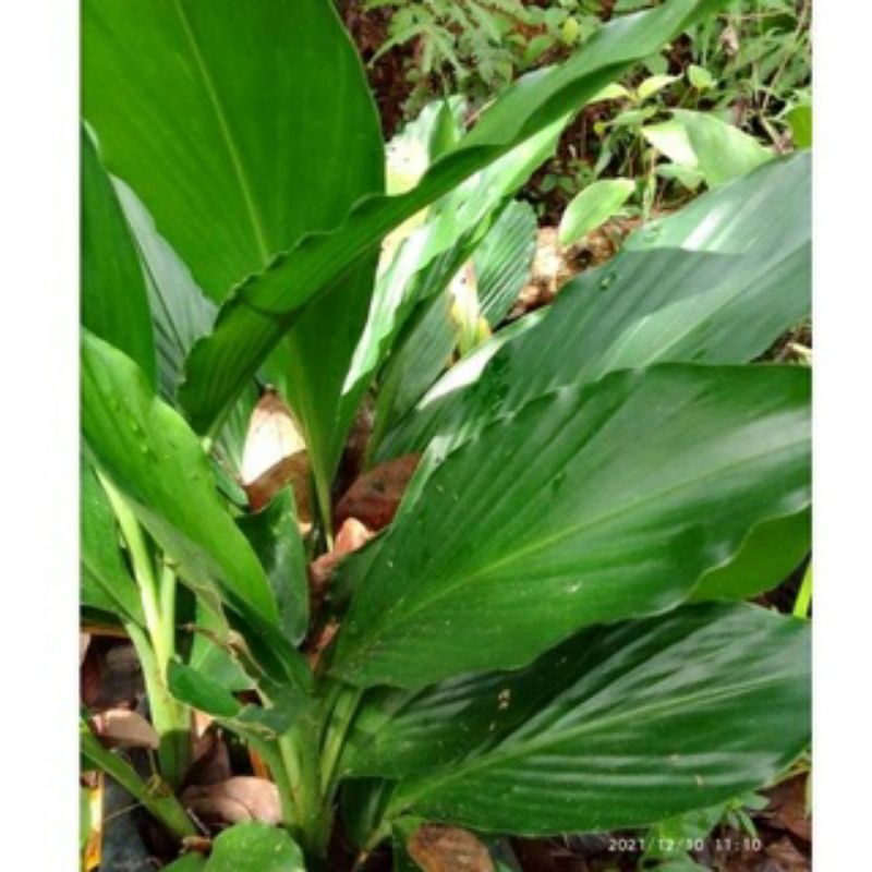 DAUN CEMOMOK🌿/DAUN PIJAT🌿/DAUN KESING🌿/ 30HELAI ( 1 SET ) 🌿 | Shopee ...