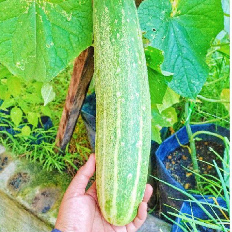 Biji Benih Timun Kampung 5 Seeds🔥Buah Besar🔥 | Shopee Malaysia