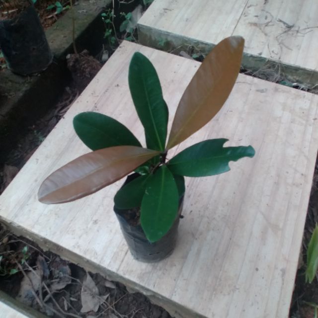 Garcinia subelliptica / fukugi tree / manggis jepun | Shopee Malaysia