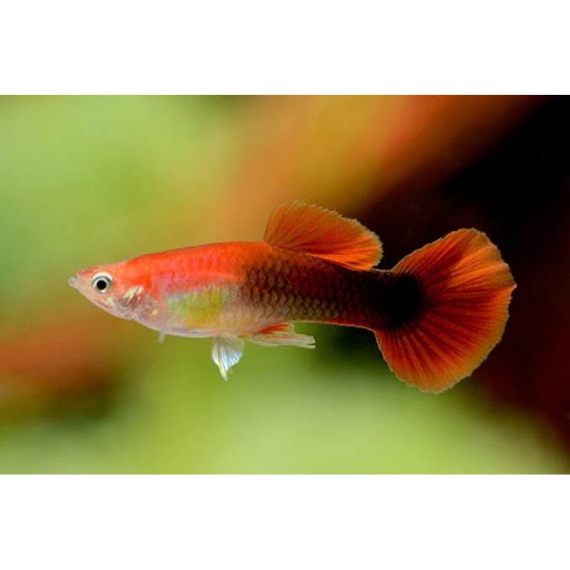 Hb Red Blonde / Hb Red (decorative Fish) | Shopee Malaysia