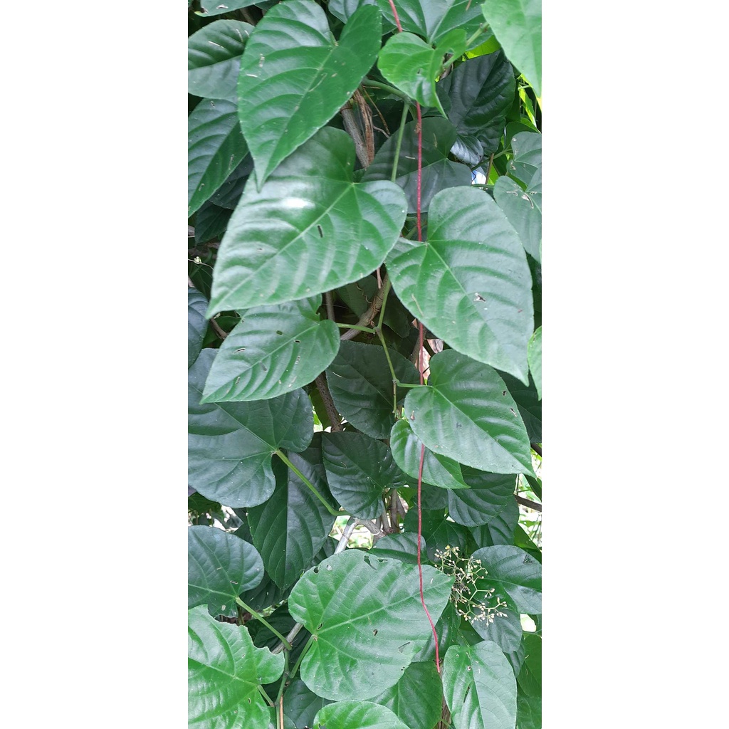 2 Keratan Cissus Nodosa princess vine / pokok rambut menjalar / Root ...