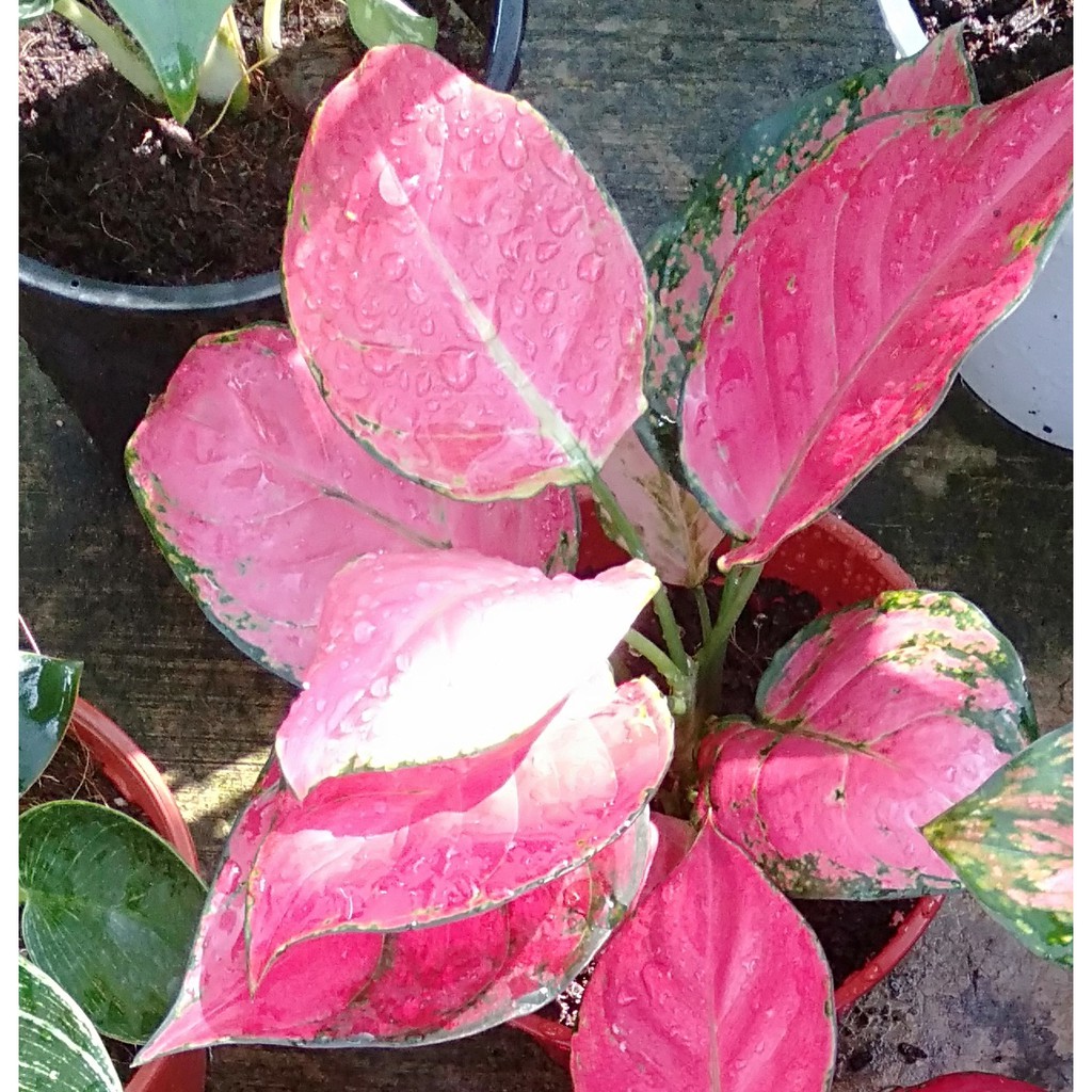 Aglaonema Ruby red indoor plants | Shopee Malaysia