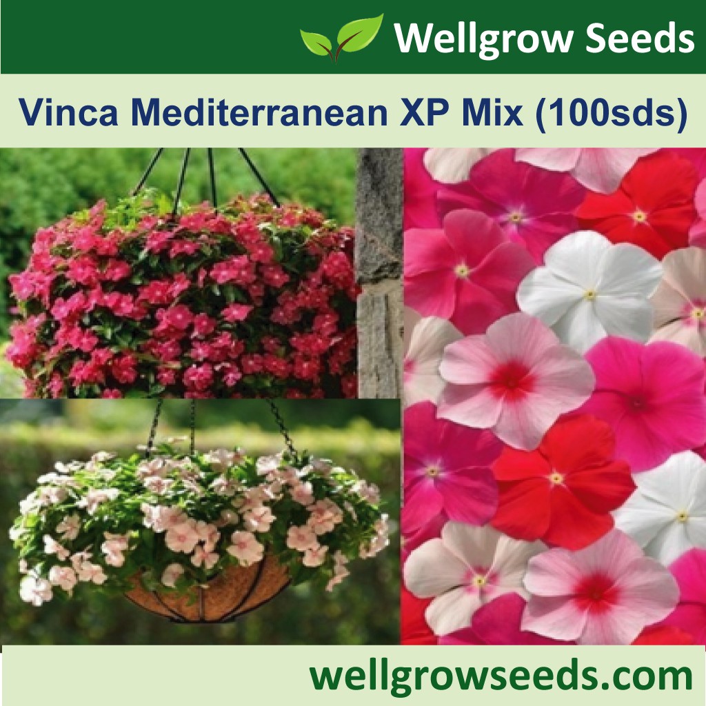 Vinca Trailing Mediterranean XP Assorted (100 seeds) 长春花：地中海XP系列 ...
