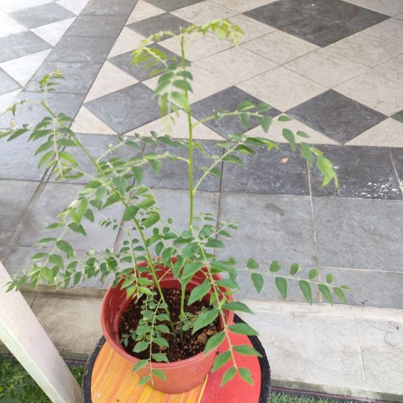 Pokok Kari / karipule | Shopee Malaysia