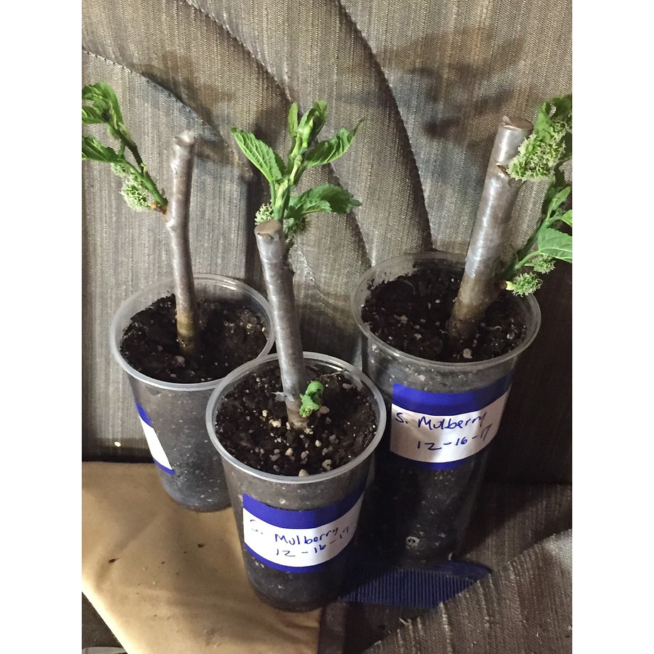 1 Red Mulberry Plant Sapling | Shopee Malaysia