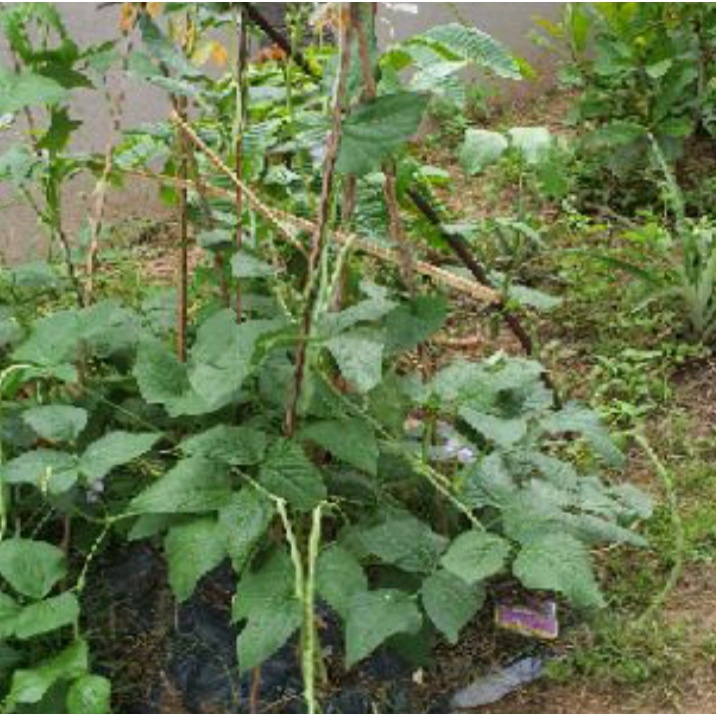 25 BATANG BULUH PANCANG POKOK BAMBOO PLANTS STAKES LAYANG LAYANG BAKAR ...