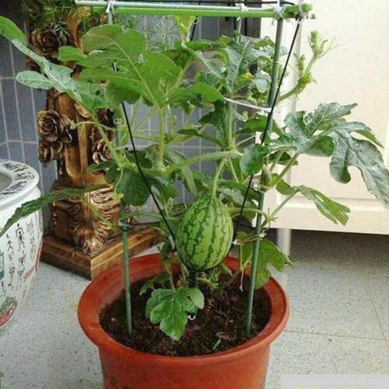 5pcs Seeds TEMBIKAI HIBRID manis buah kecil tanpa biji tanam dalam pasu ...