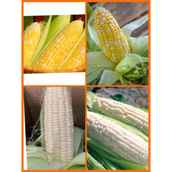 jagung mutiara dan jagung susu original dari tanah tinggi cameron (5pcs ...